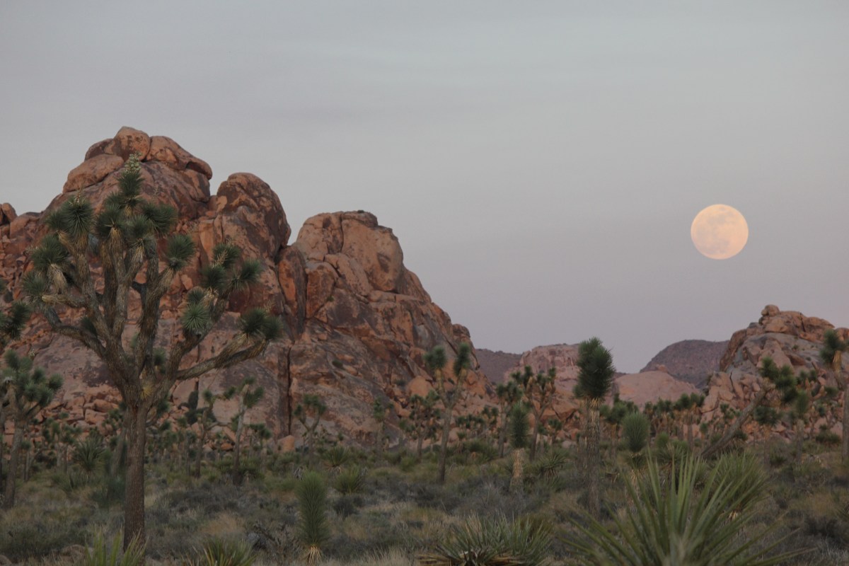 Origin of Devotion – The Nature Sutras