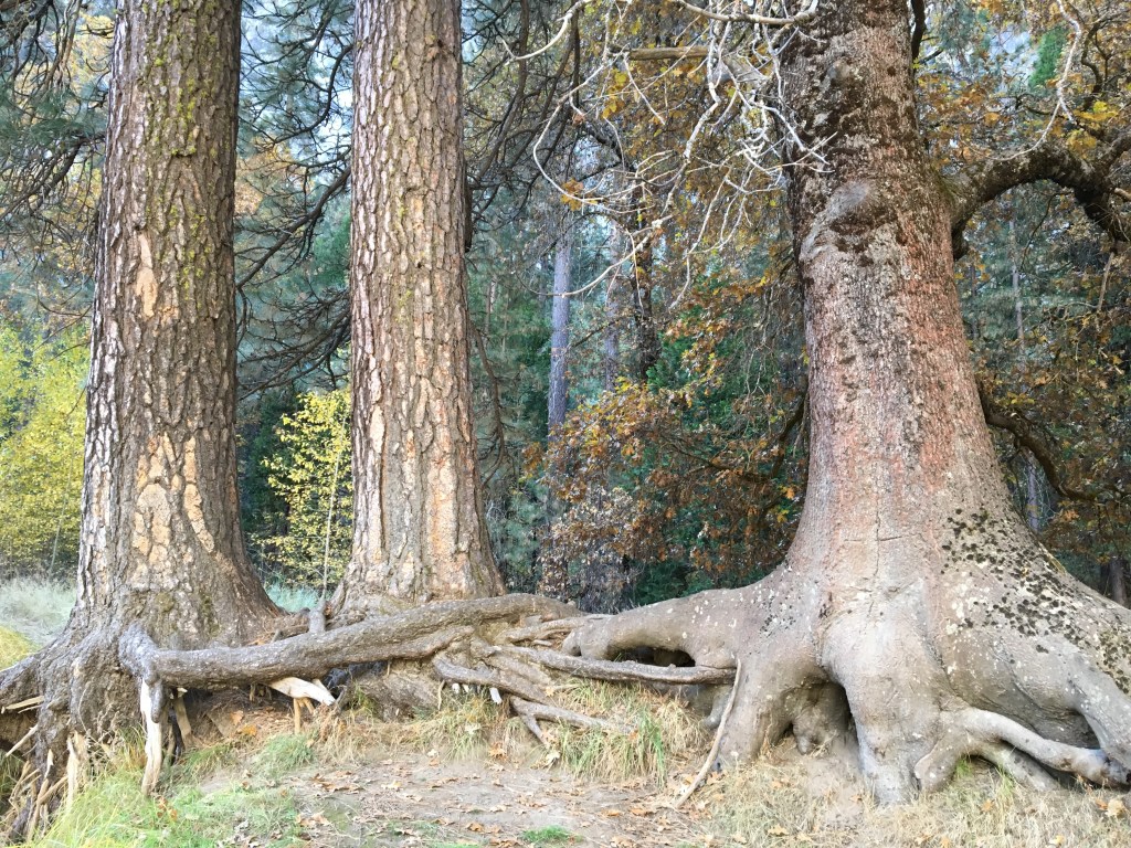 Point of Contact – The Nature Sutras