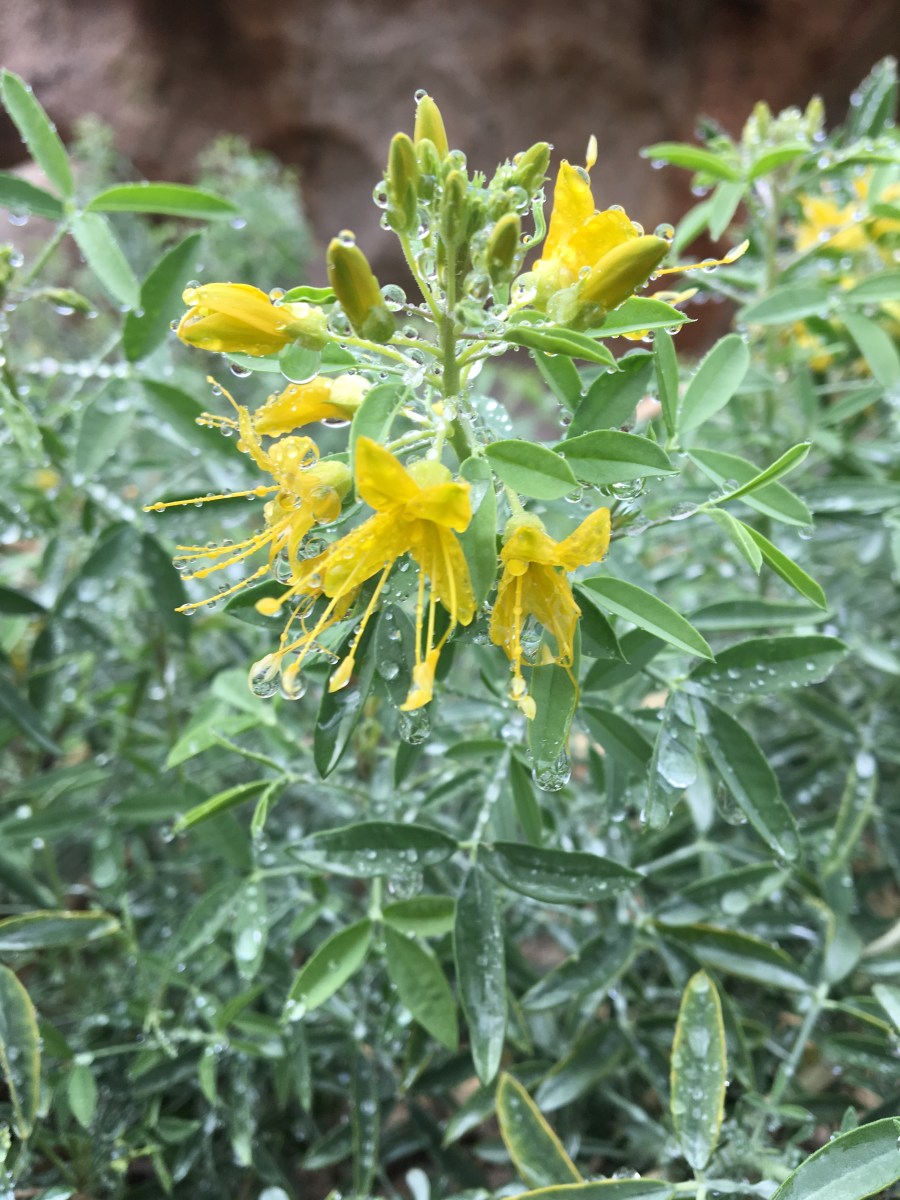 Taste of Rain – The Nature Sutras